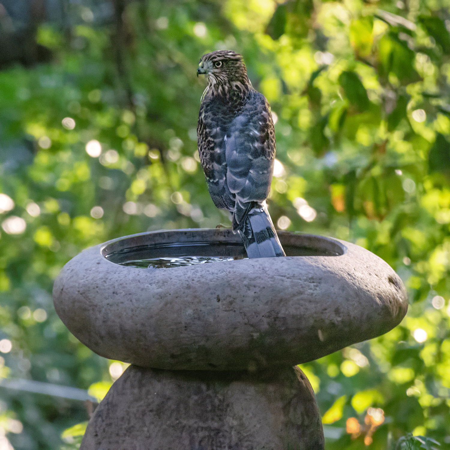 Wabi Bird Bath | Natural Stone Garden Decor | Stone Forest